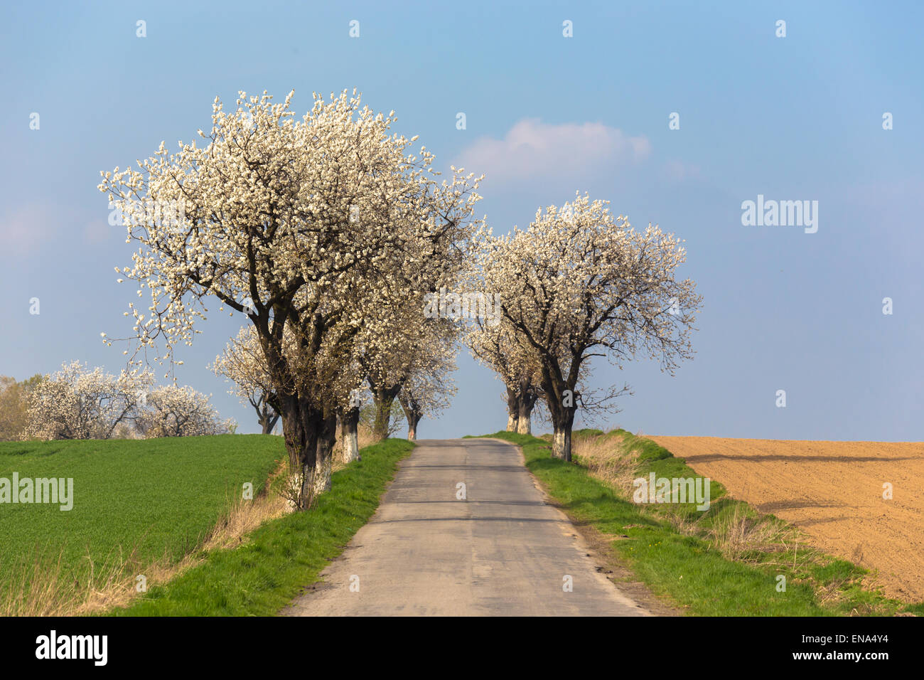 Grass path between trees hi-res stock photography and images - Alamy