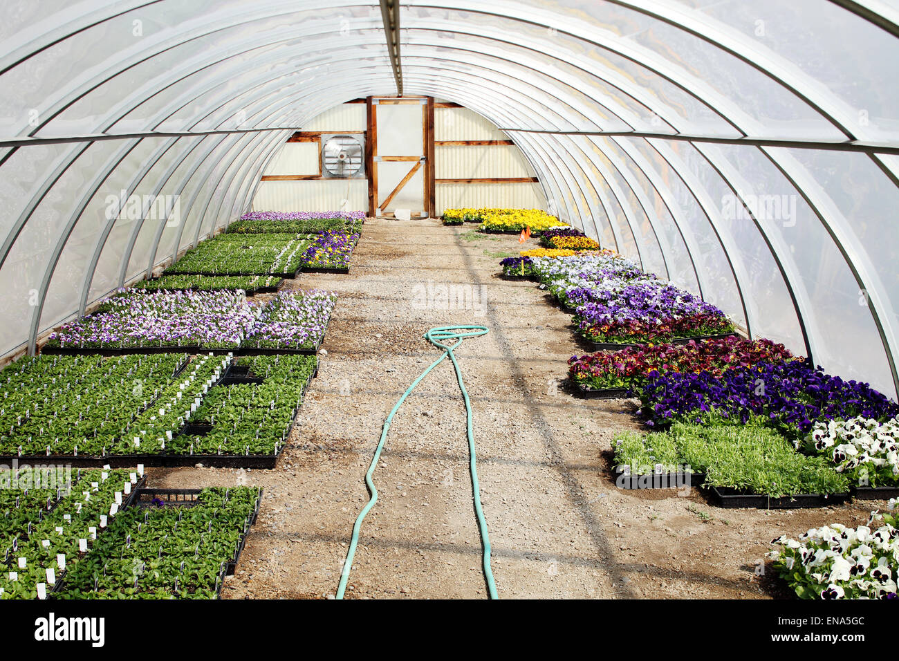 Newly germinated seedlings in a commercial nursery Stock Photo - Alamy