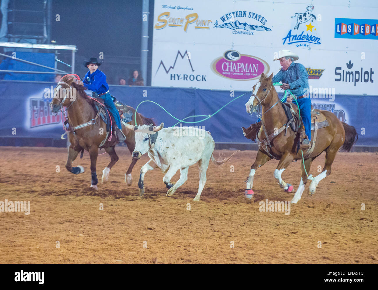Cowboy Participating in a Calf roping Competition at the Clark County ...