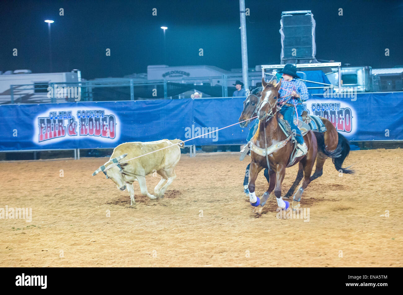 Cowboy Participating in a Calf roping Competition at the Clark County ...