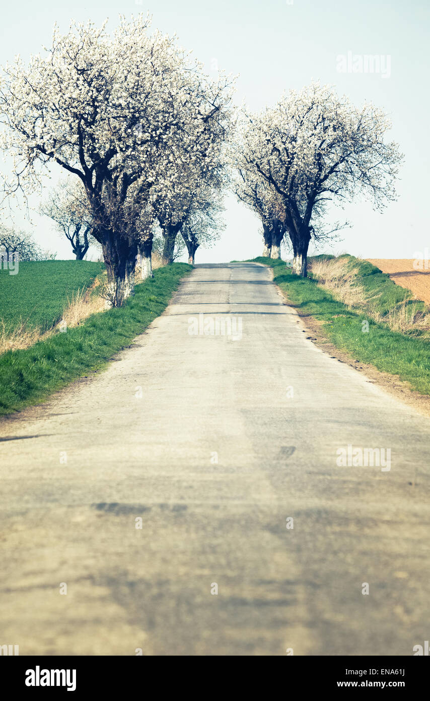 The path road between the big trees Stock Photo - Alamy
