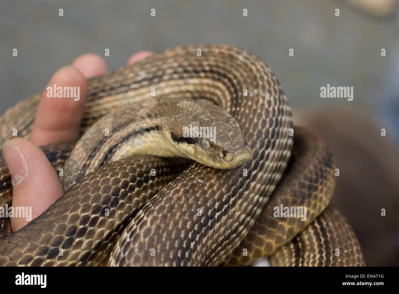 Children with snake hi-res stock photography and images - Alamy