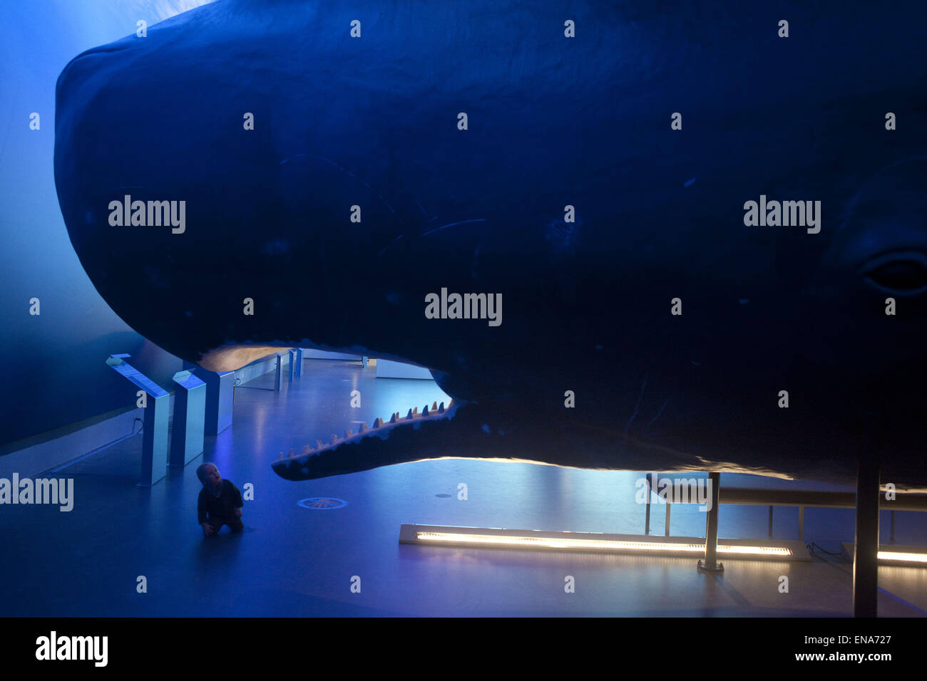 Reykjavik, Iceland. 8th Apr, 2015. Whales of Iceland exhibit in ...