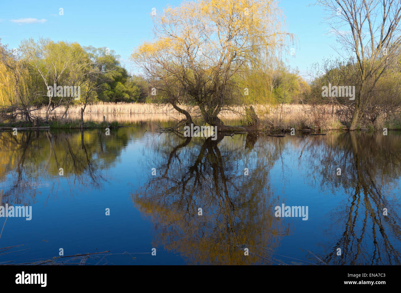 Willow trees reeds and wetlands with reflections in pond in west saint ...