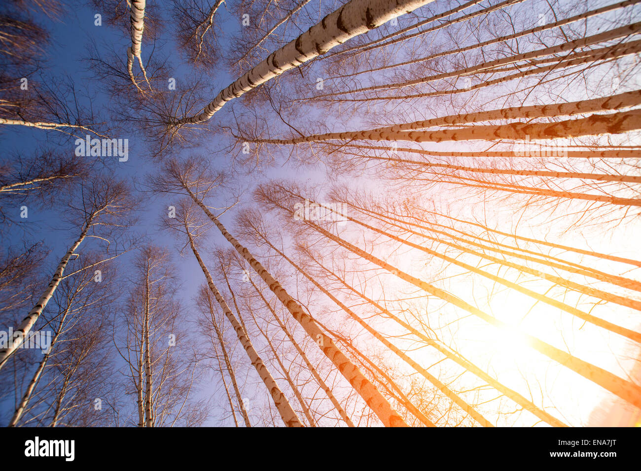 Birch trees in row hi-res stock photography and images - Alamy