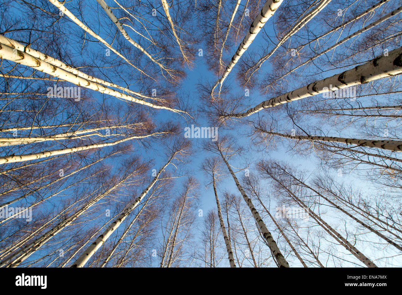 The forest with many birch-trees in a row Stock Photo - Alamy