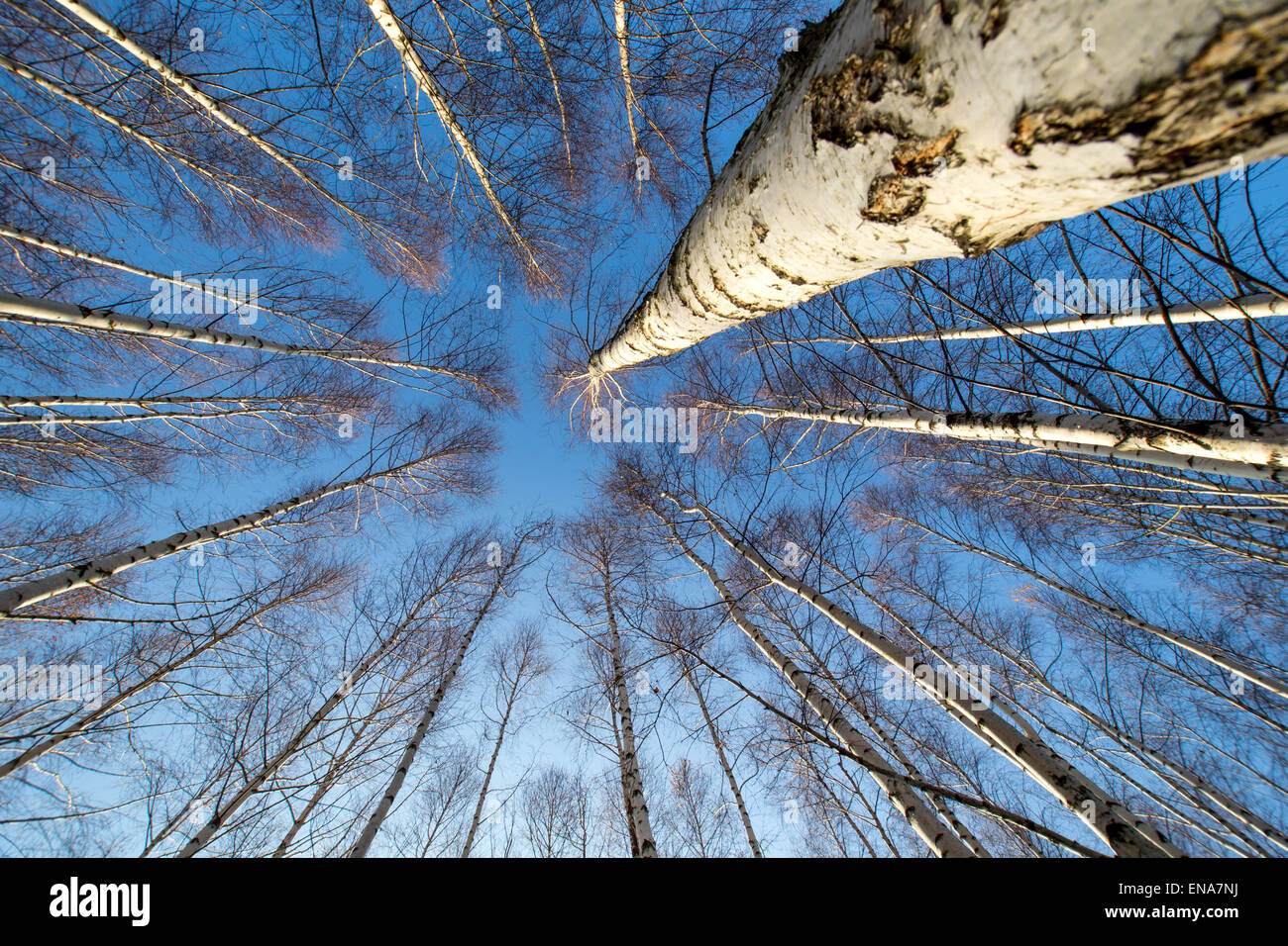 The forest with many birch-trees in a row Stock Photo - Alamy