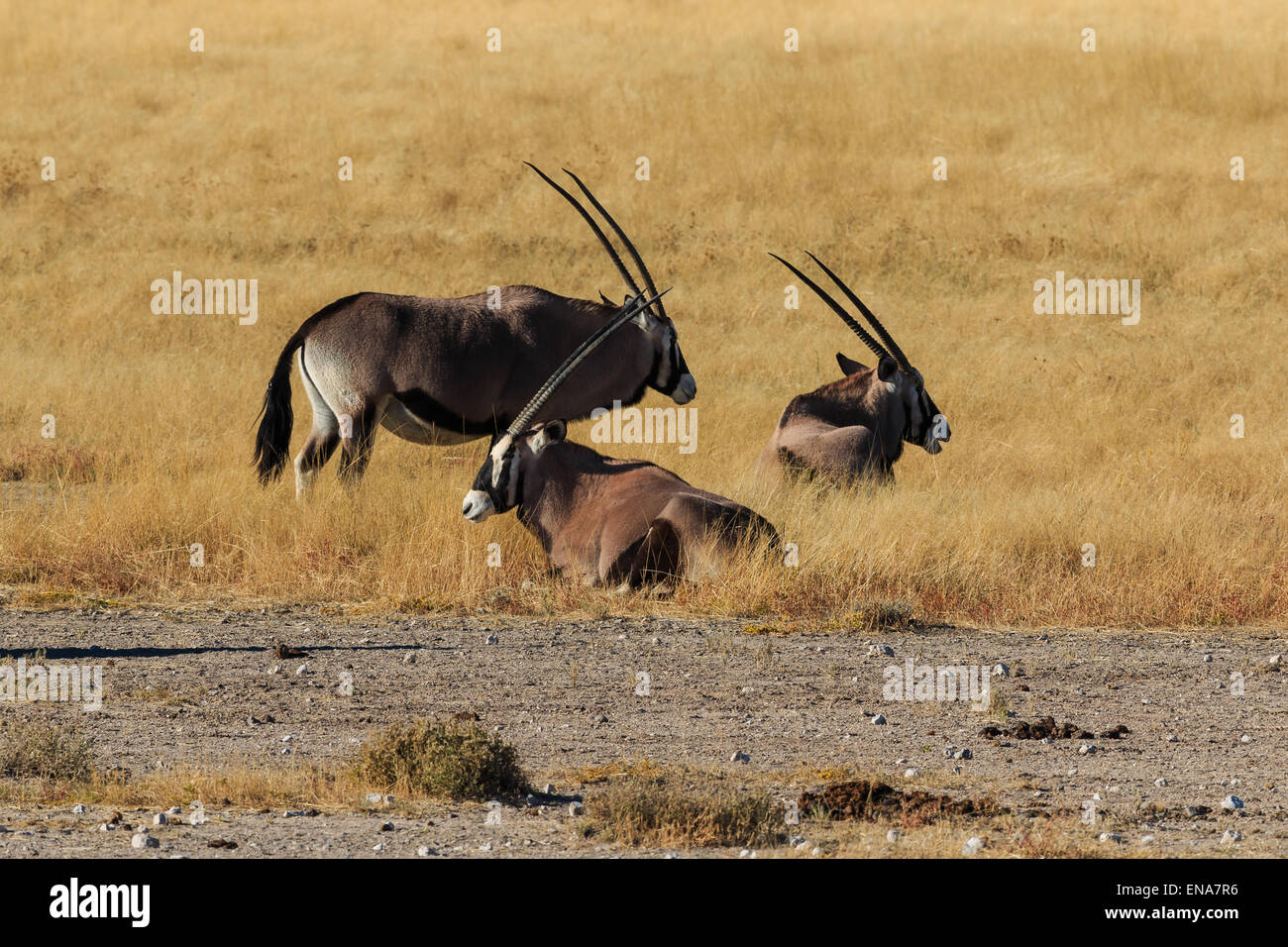 Desert group hi-res stock photography and images - Alamy