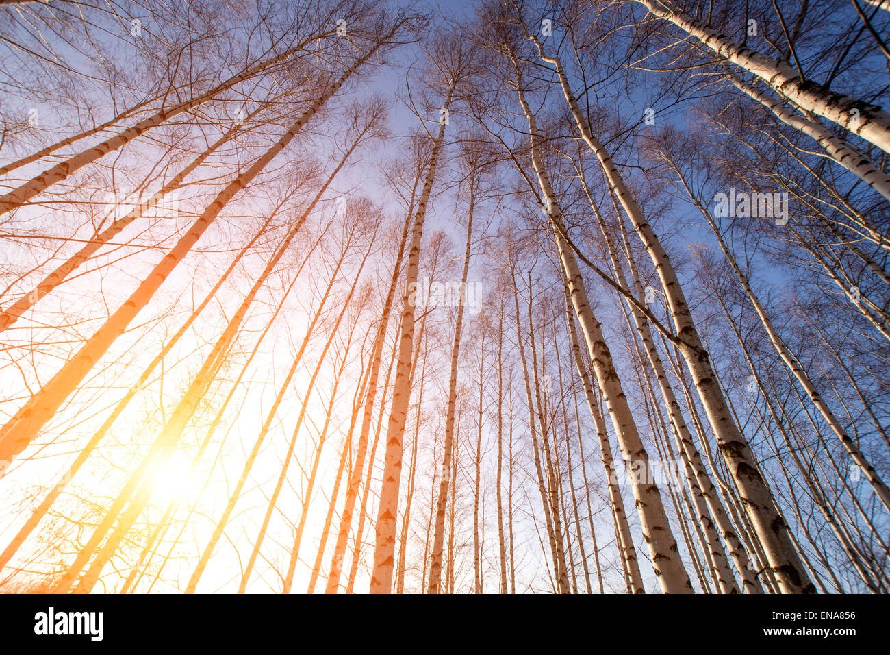 White birch trees nature hi-res stock photography and images - Alamy