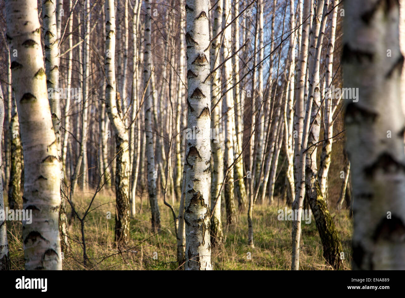 The forest with many birch-trees in a row Stock Photo - Alamy
