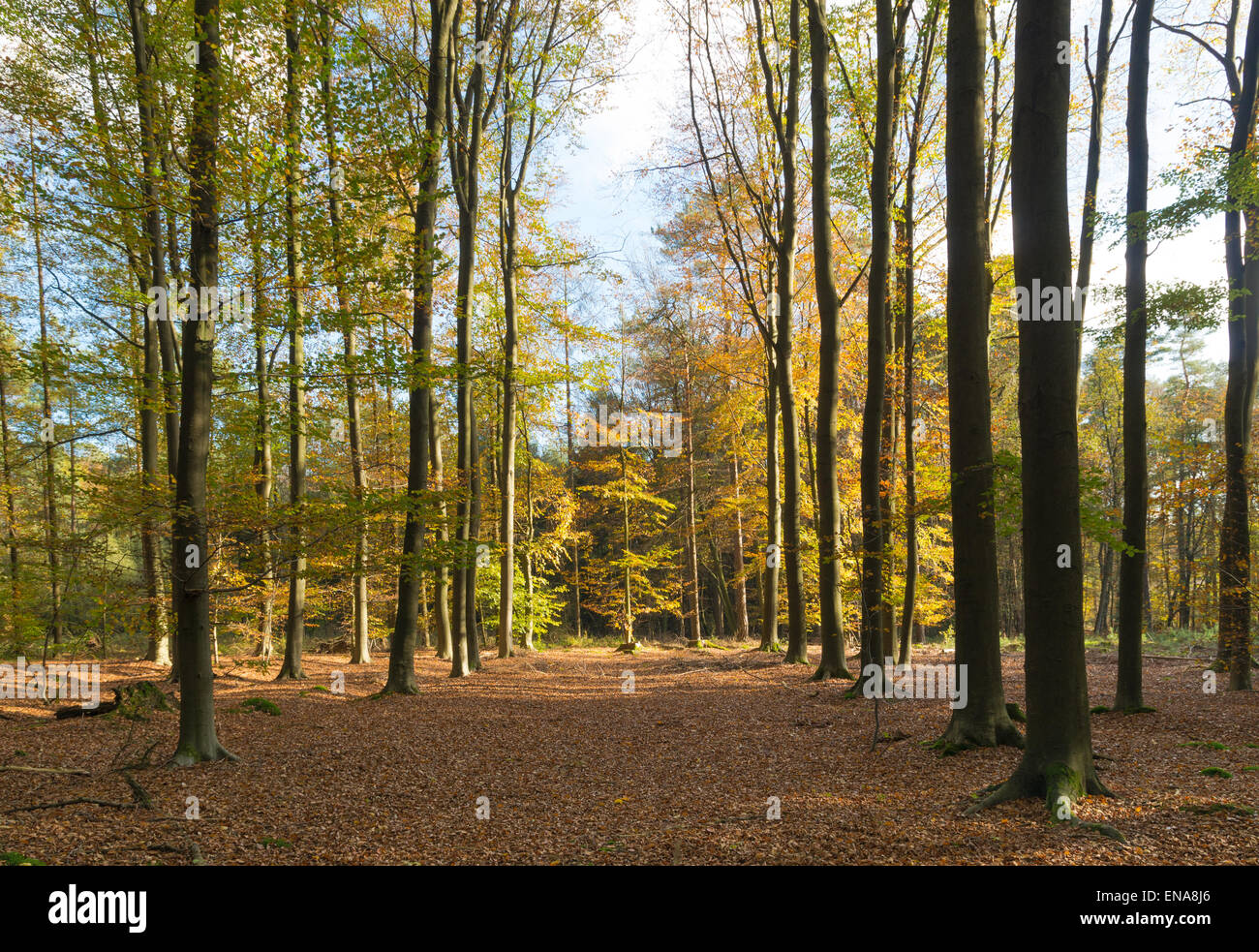 Wood colors hi-res stock photography and images - Alamy