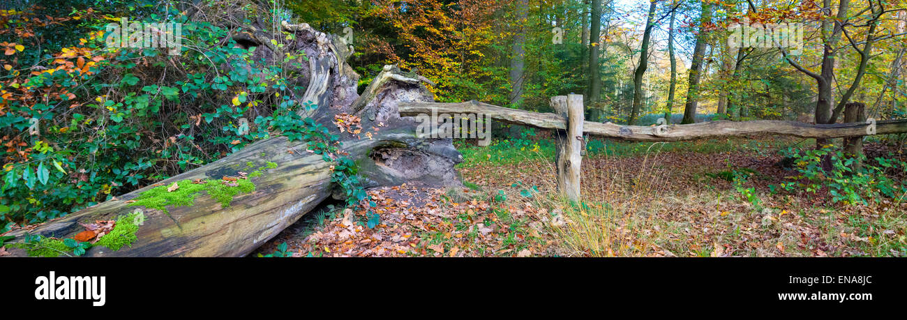 fallen tree and old wooden gate in a forest Stock Photo - Alamy