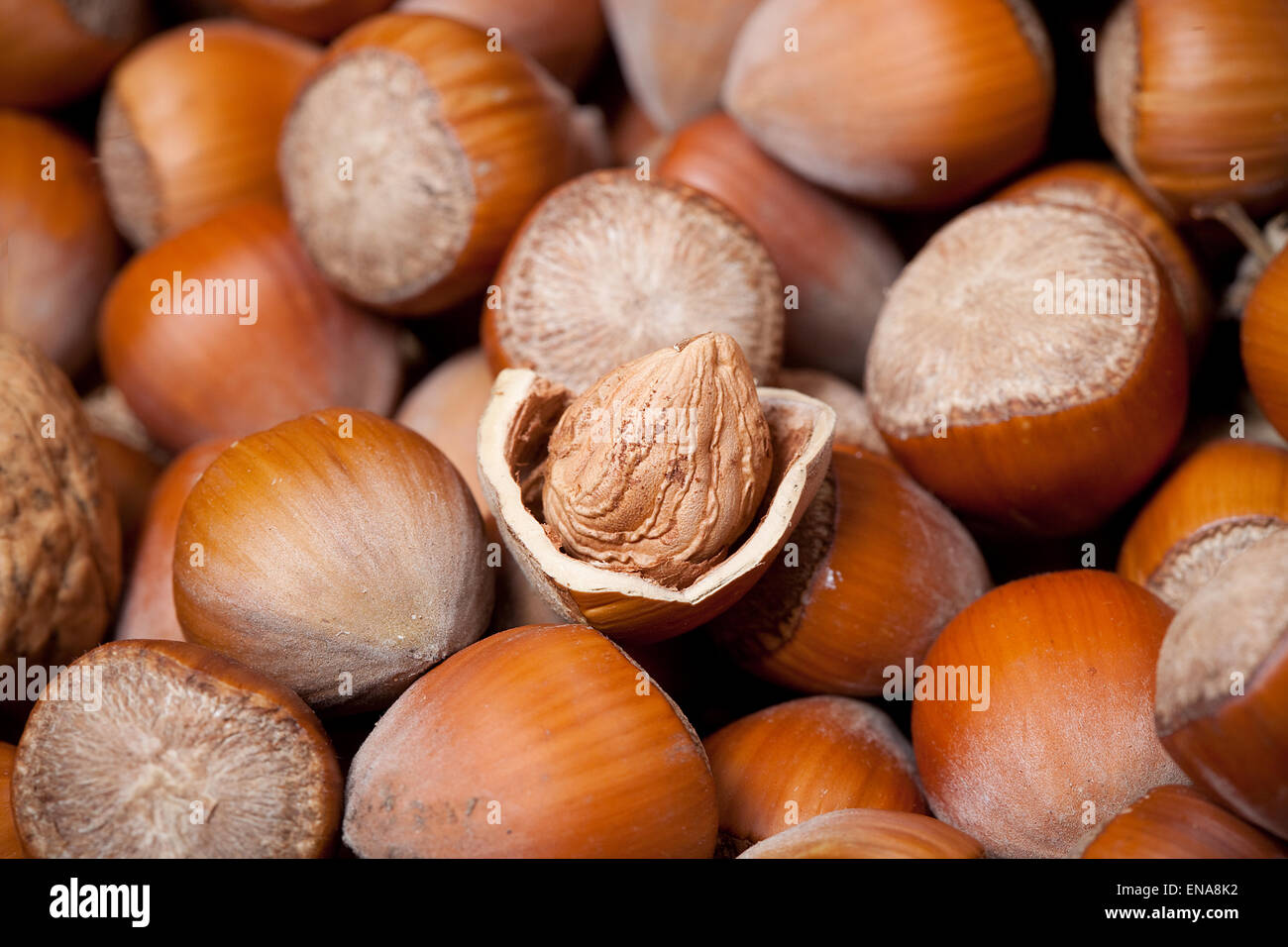 one dried cracked hazelnut inside nutshell Stock Photo - Alamy