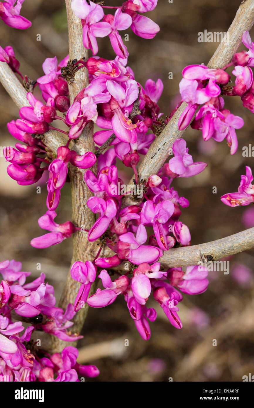 Bright pink flowers emerge from bare spring stems of the Chinese Red ...