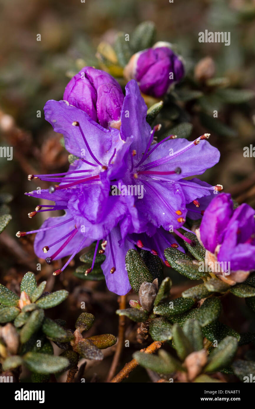 Spring flowers and scaly foliage of Rhododendron impeditum 'Indigo ...