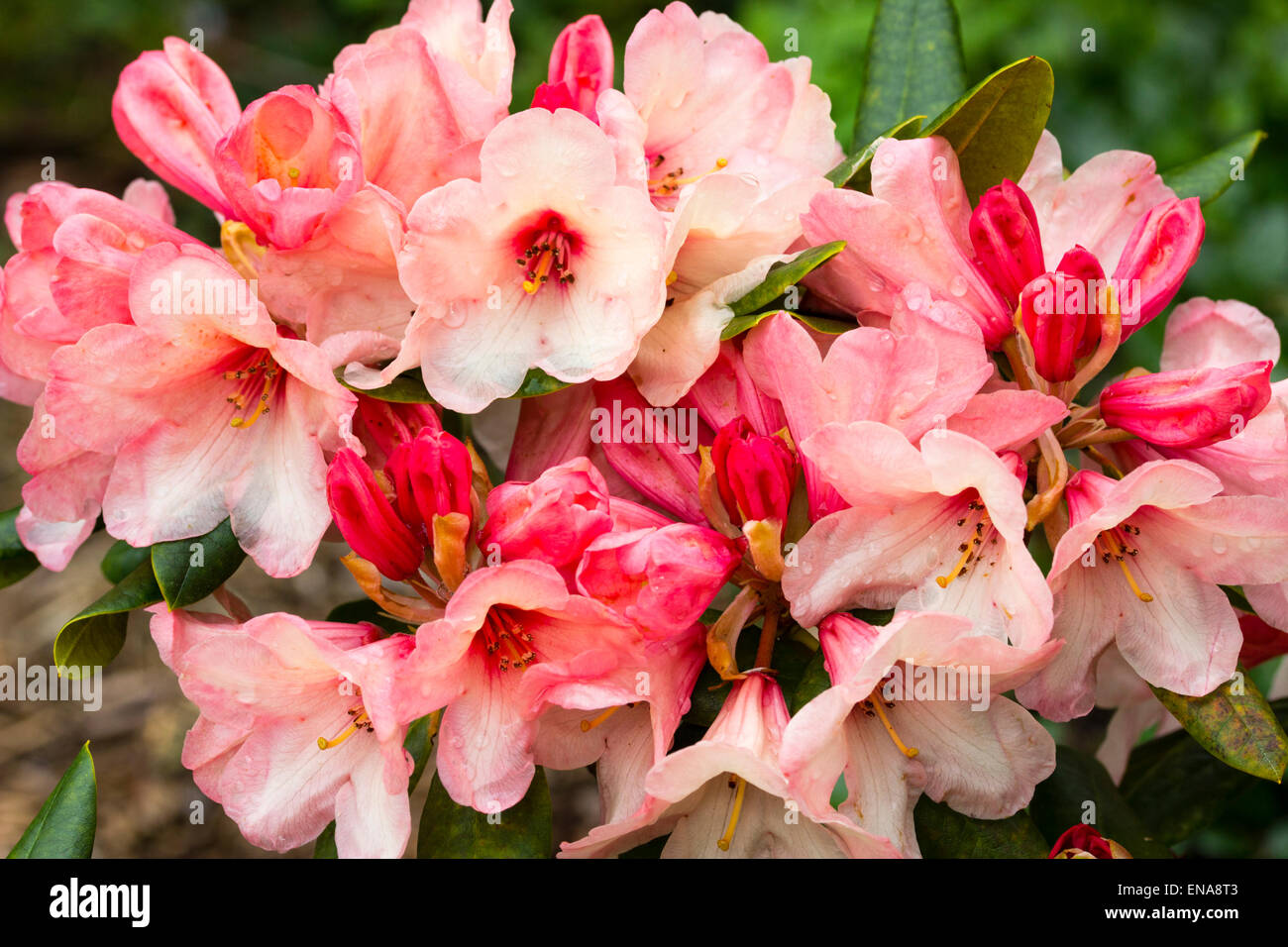 Spring flowers of the Rhododendron 'Seaview Sunset' Stock Photo - Alamy