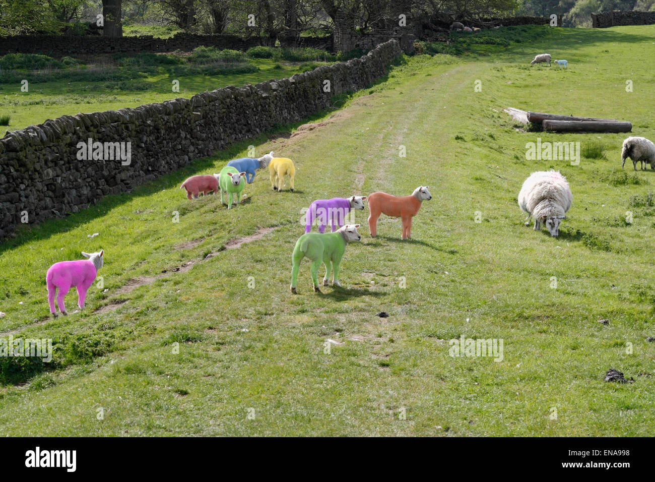 A flock of Painted Coloured Lambs and Sheep in a field Stock Photo - Alamy