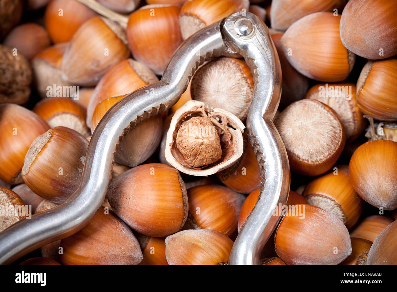 cracked hazelnut inside nutshell, with silver retro nutcracker Stock ...