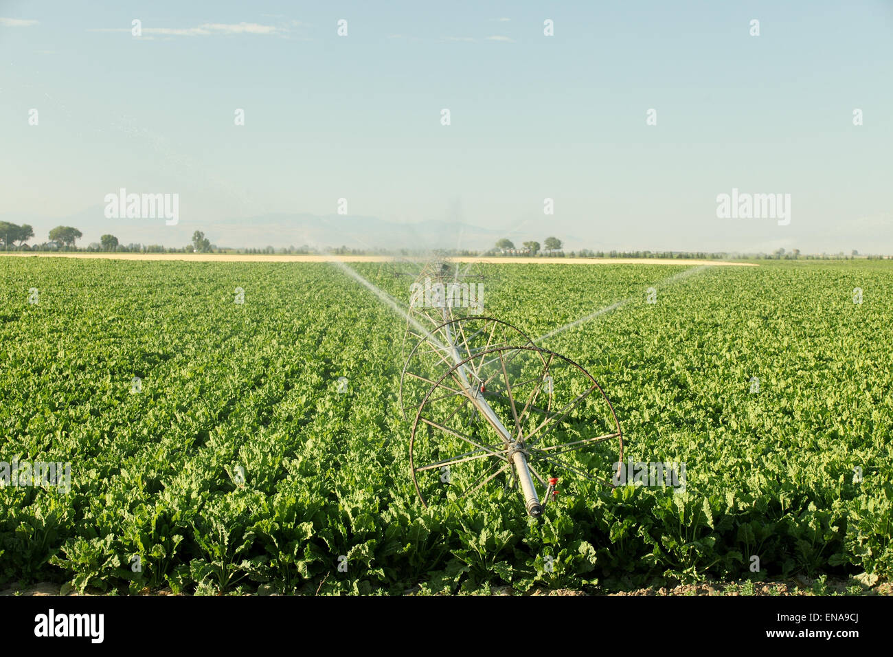 Fertigation hi-res stock photography and images - Alamy