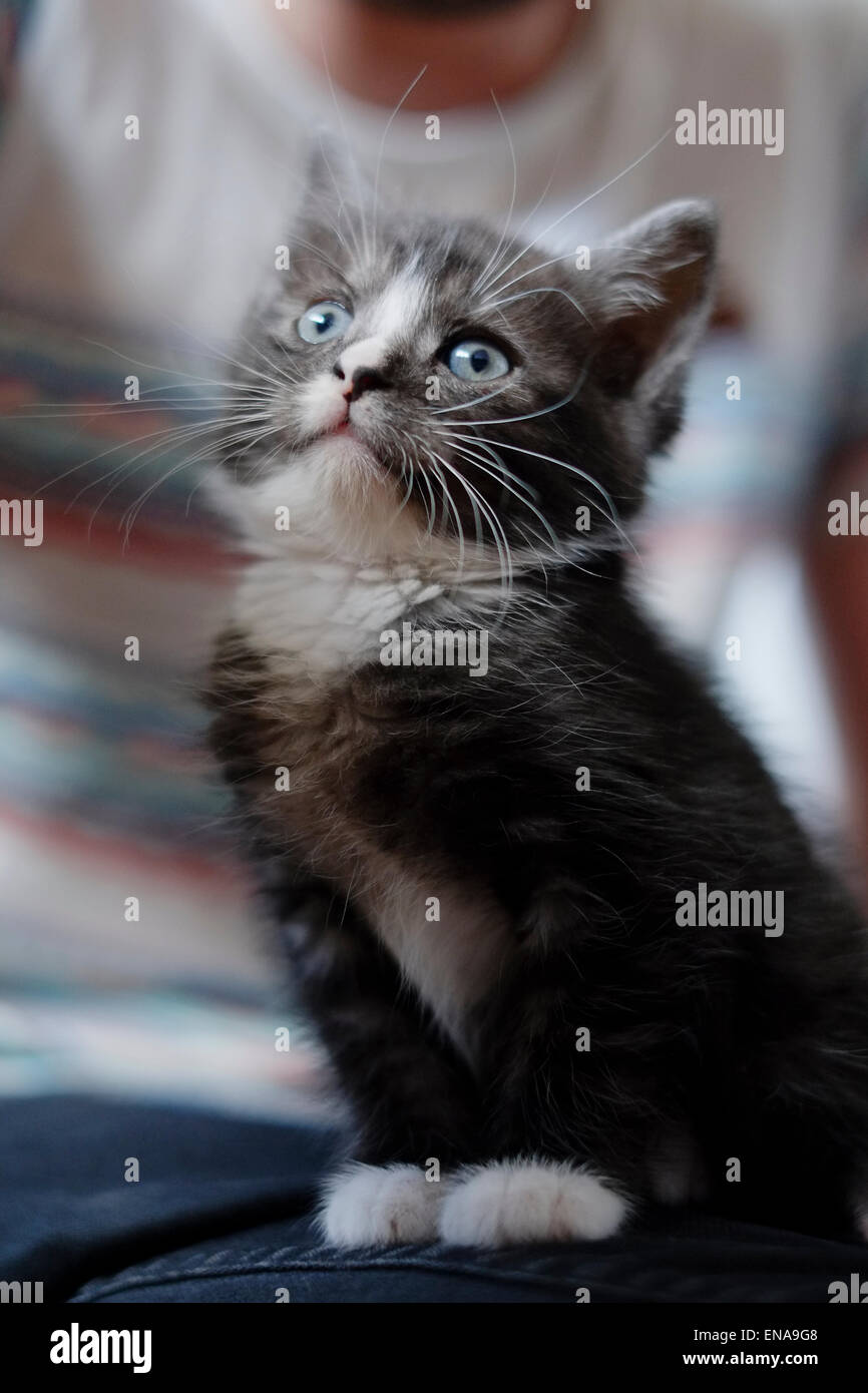 Kitten only hi-res stock photography and images - Alamy