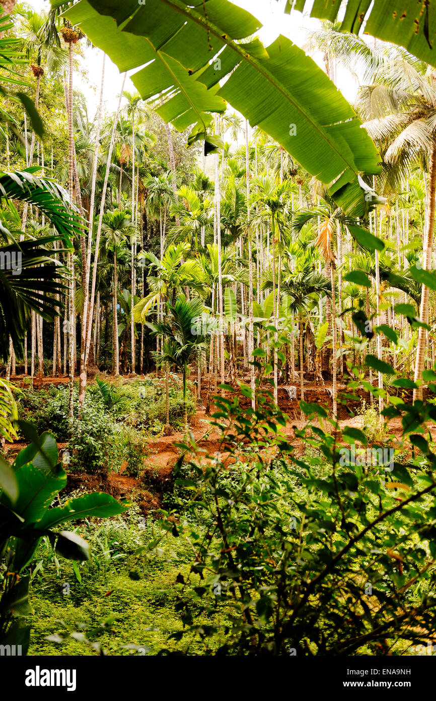 Savoy Spice Plantations, Goa Stock Photo - Alamy