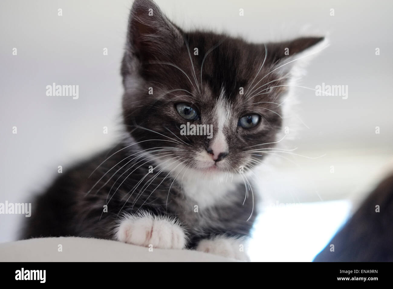 Cute kitten at only seven weeks old Stock Photo - Alamy