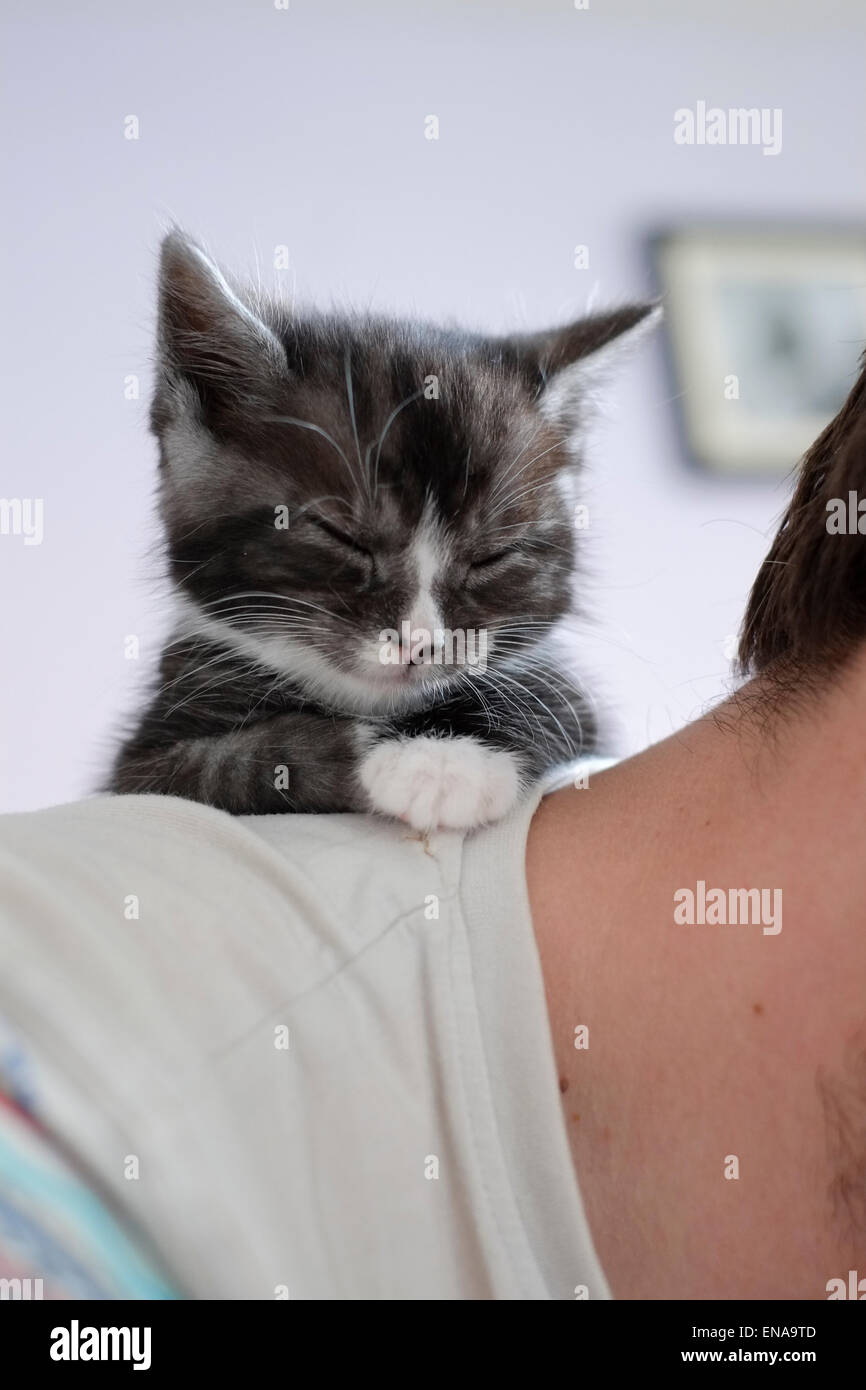 Cute kitten at only seven weeks old Stock Photo - Alamy