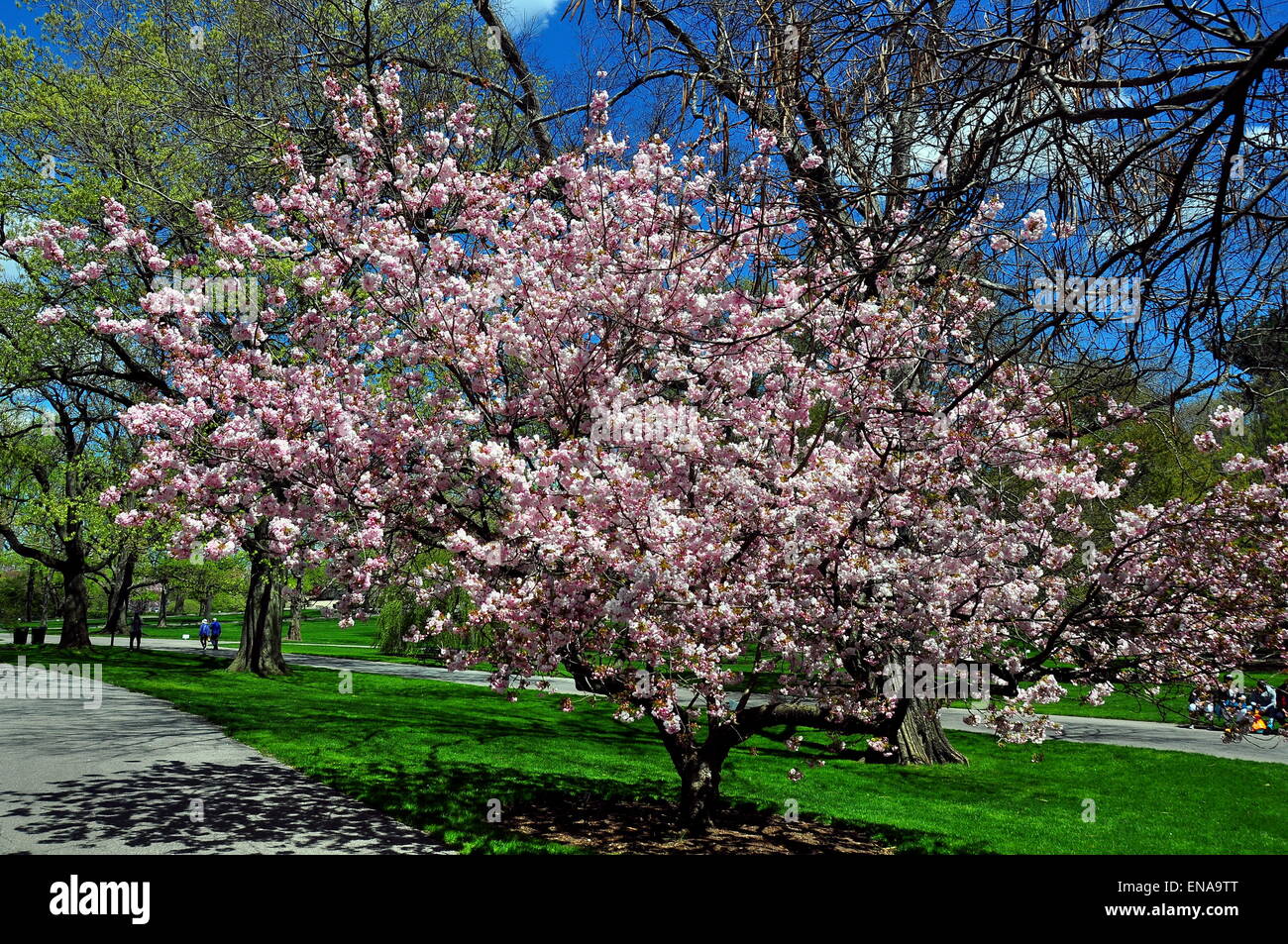 Bronx, New York: Flowering Almond trees at peak Spring bloom at the New ...