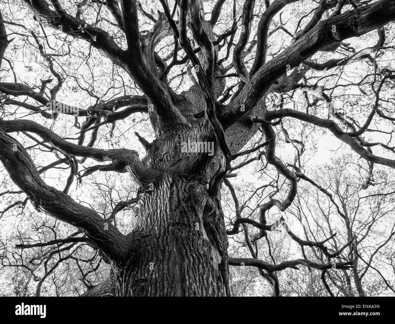 Spooky tree bark hi-res stock photography and images - Alamy