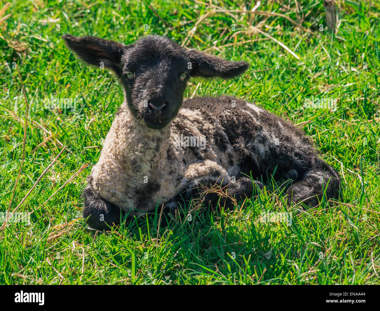 lamb lying on grass Stock Photo - Alamy