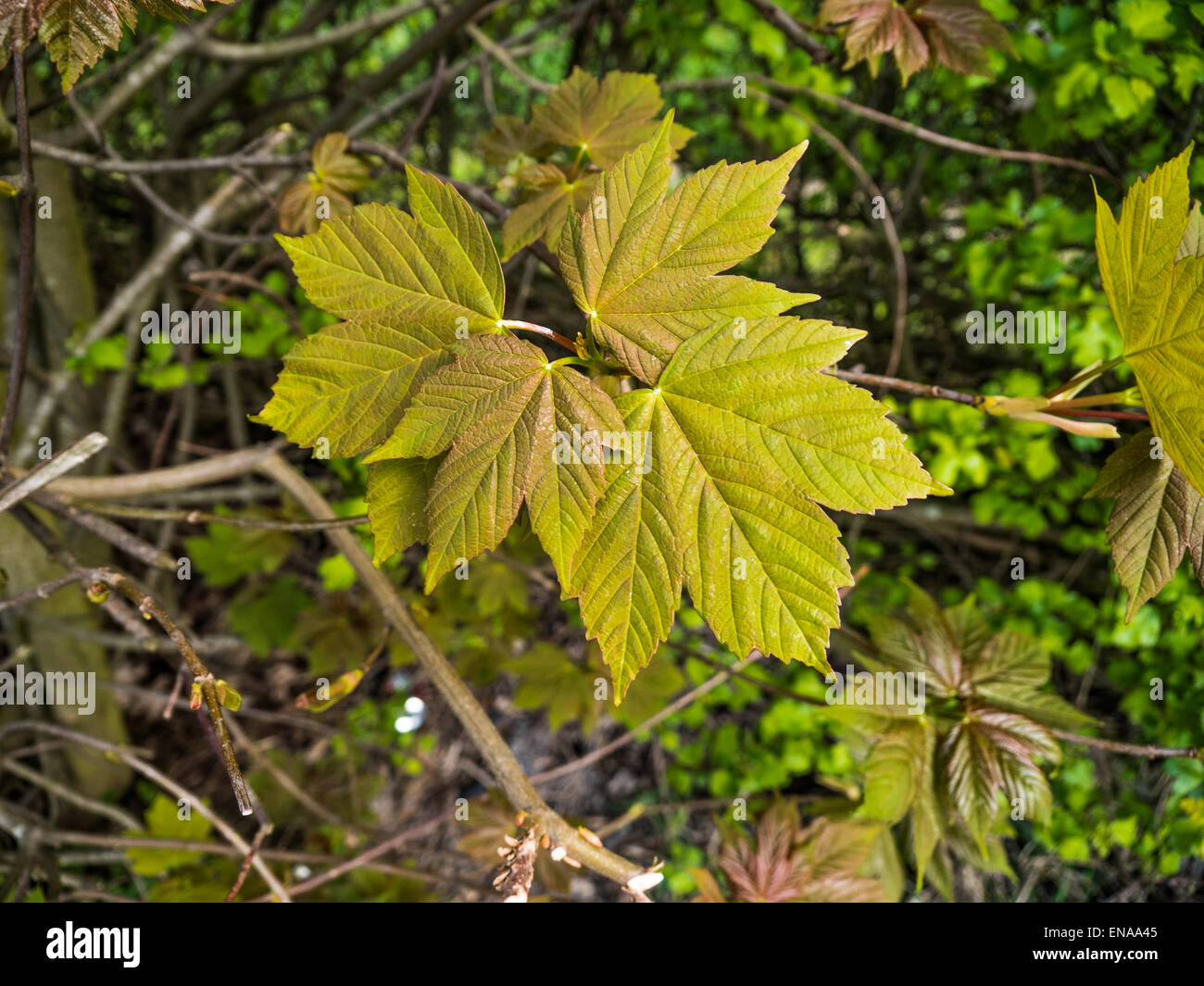 Spring lime hi-res stock photography and images - Alamy