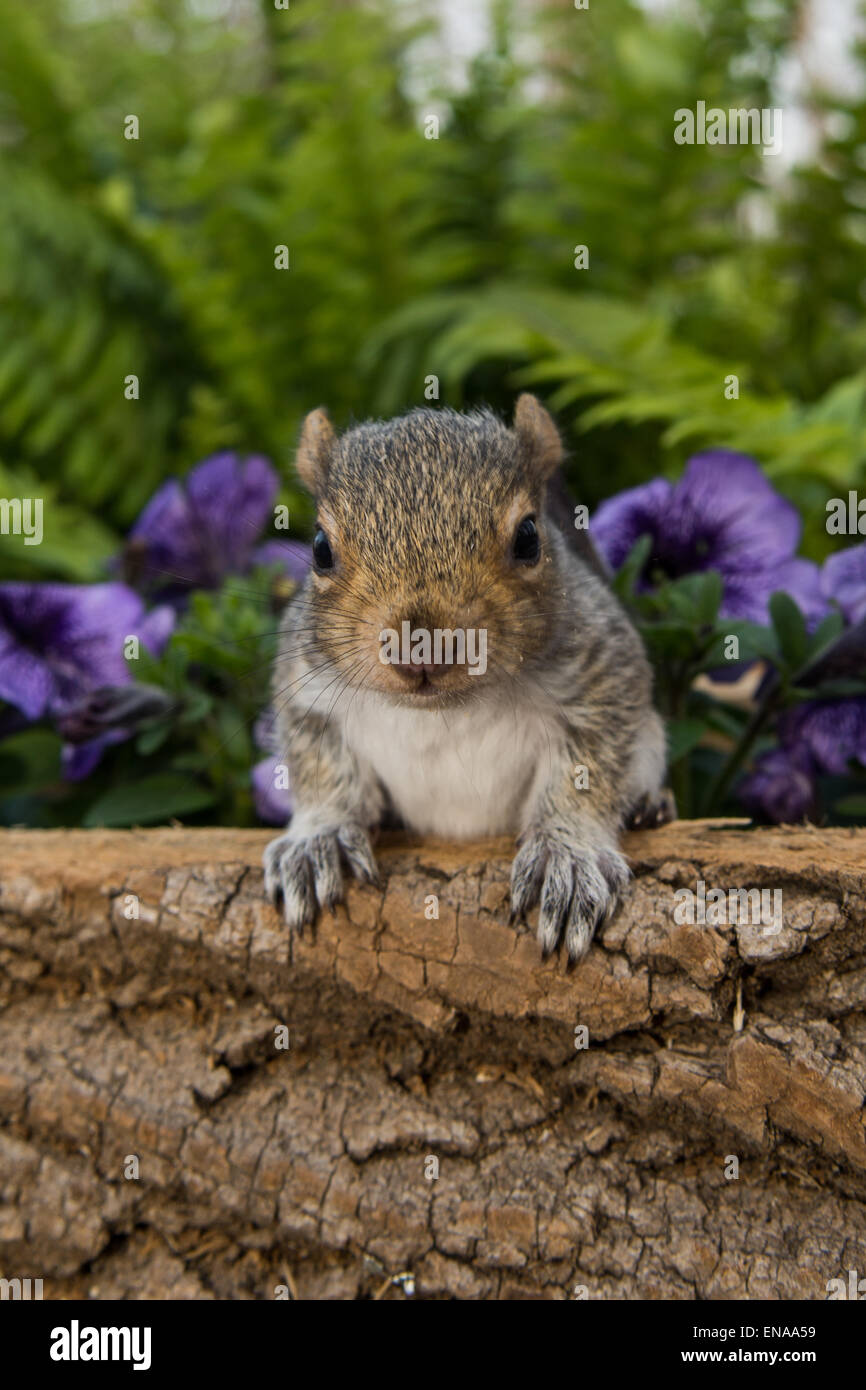 Baby Gray Squirrel Stock Photo - Alamy