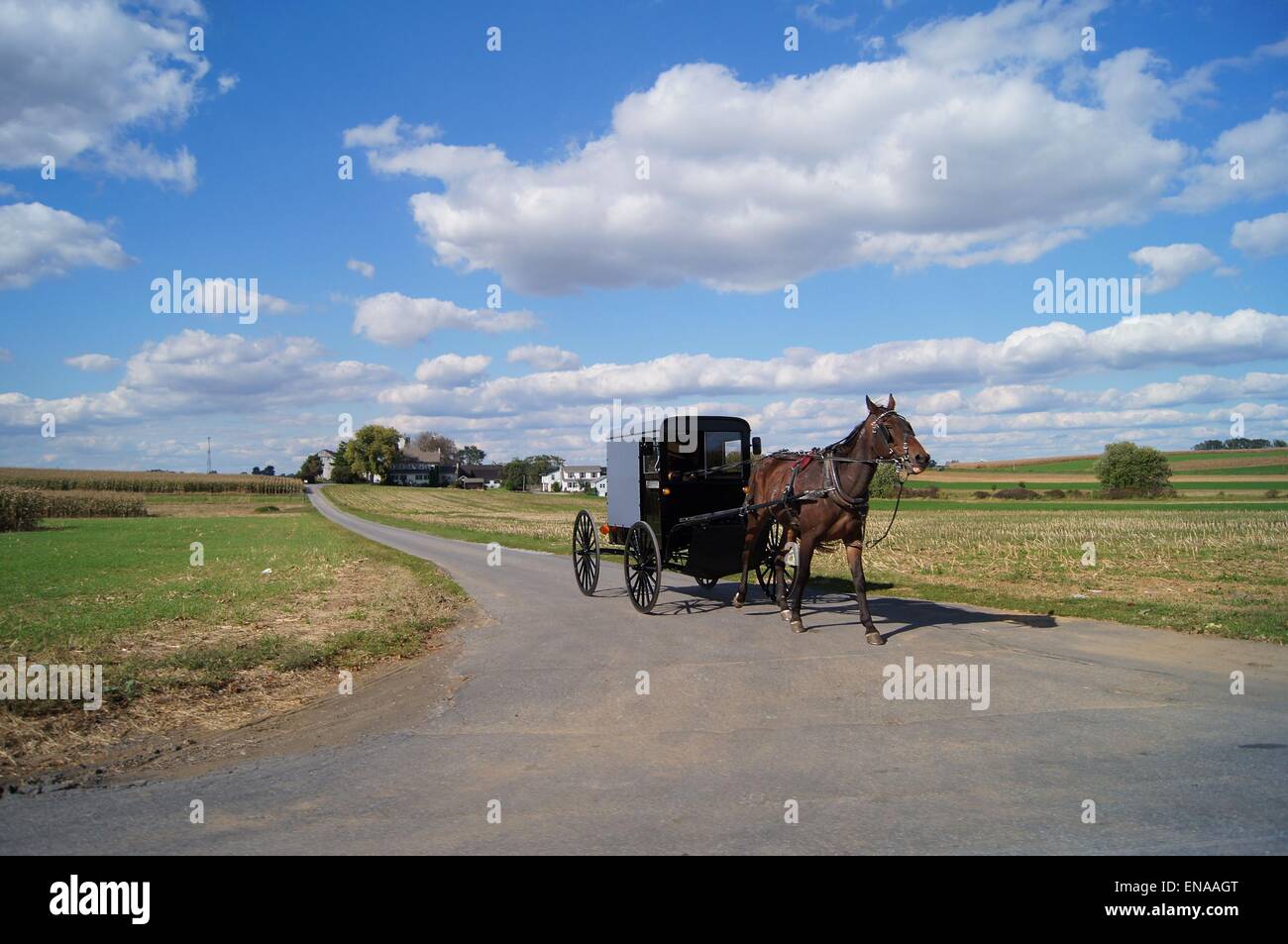 Amish cart on the road on a bright summer day Stock Photo - Alamy