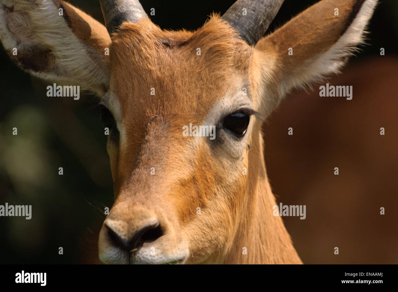 Close up of young male impala in Akagera National Park. Rwanda, Africa ...