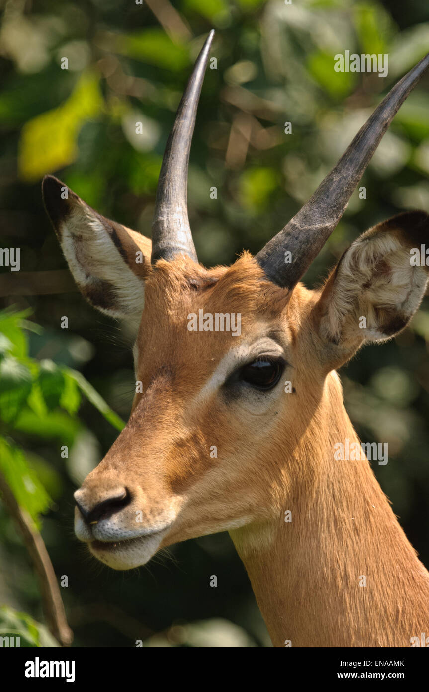 Rwanda akagera national park wildlife hi-res stock photography and ...