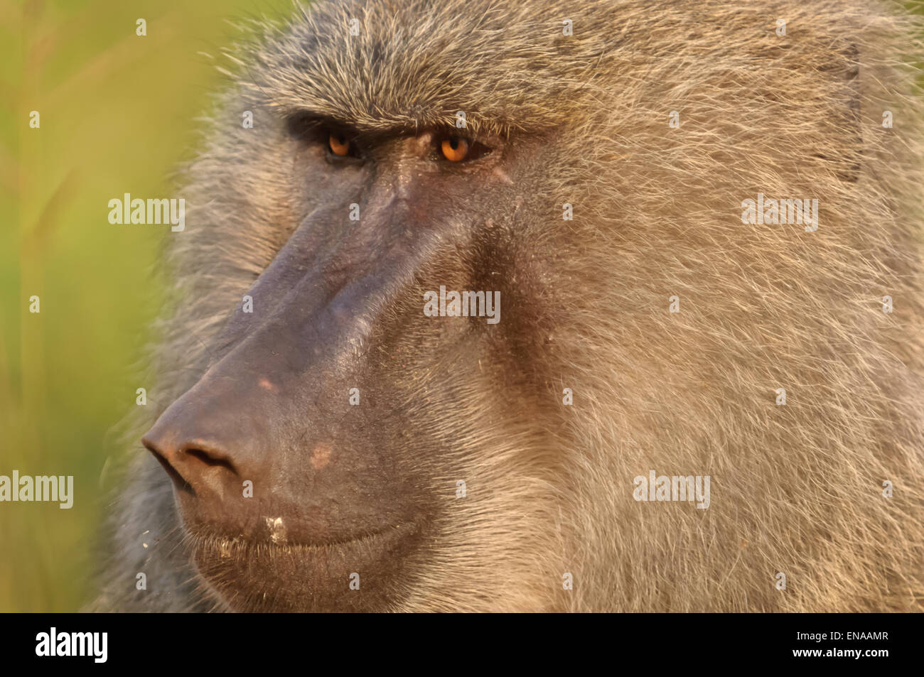 Olive baboon in Akagera National Park, Rwanda. Africa Stock Photo - Alamy