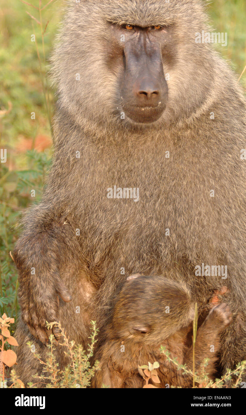 What to do in akagera hi-res stock photography and images - Alamy