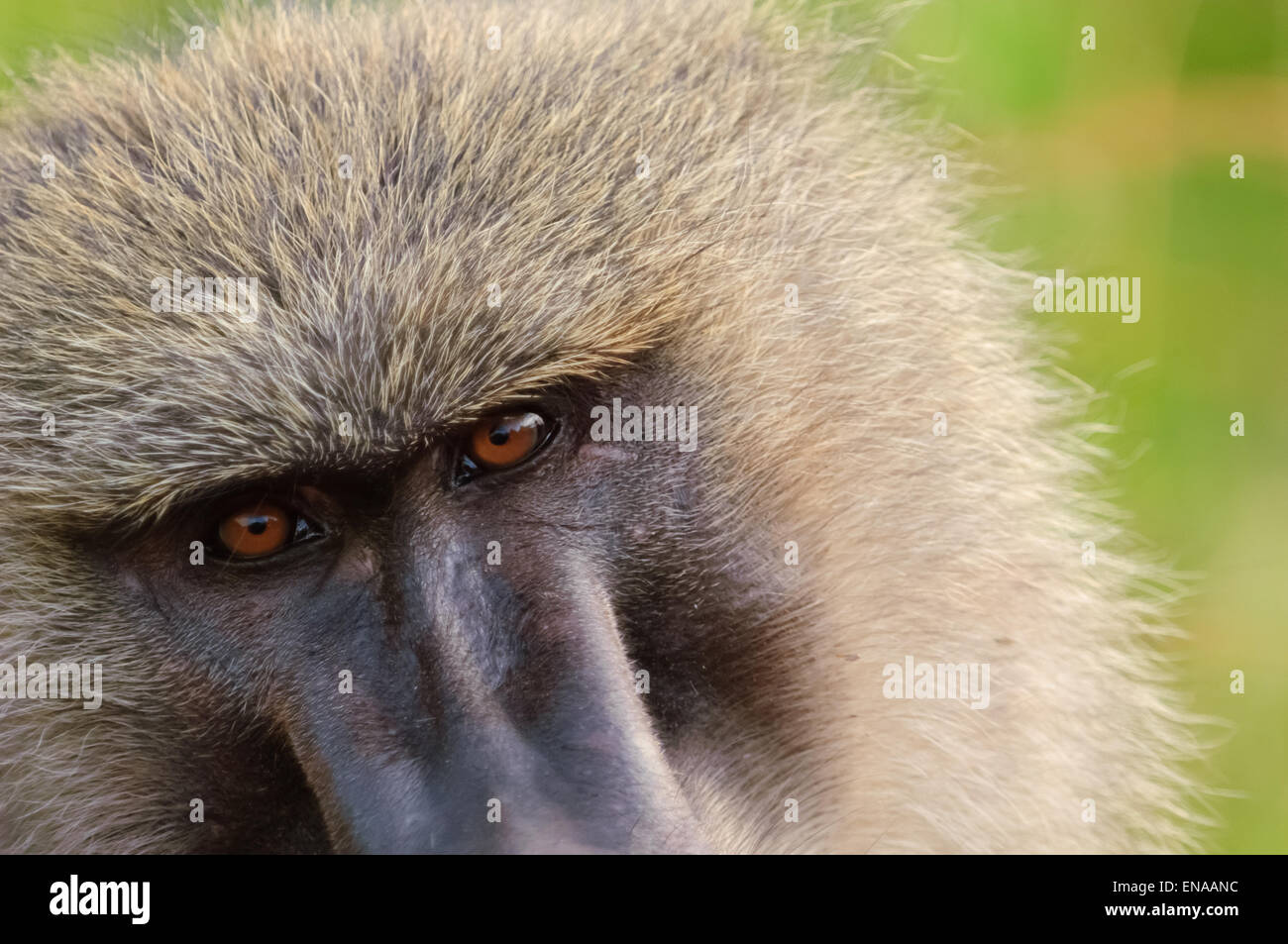 Olive baboon in Akagera National Park, Rwanda. Africa Stock Photo - Alamy