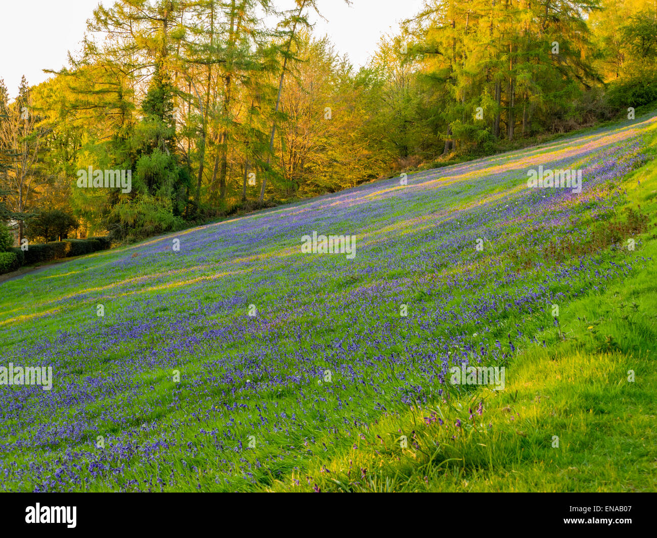 Malvern, Worcs, UK 30th April 2015 Bluebells in a clearing ready for ...
