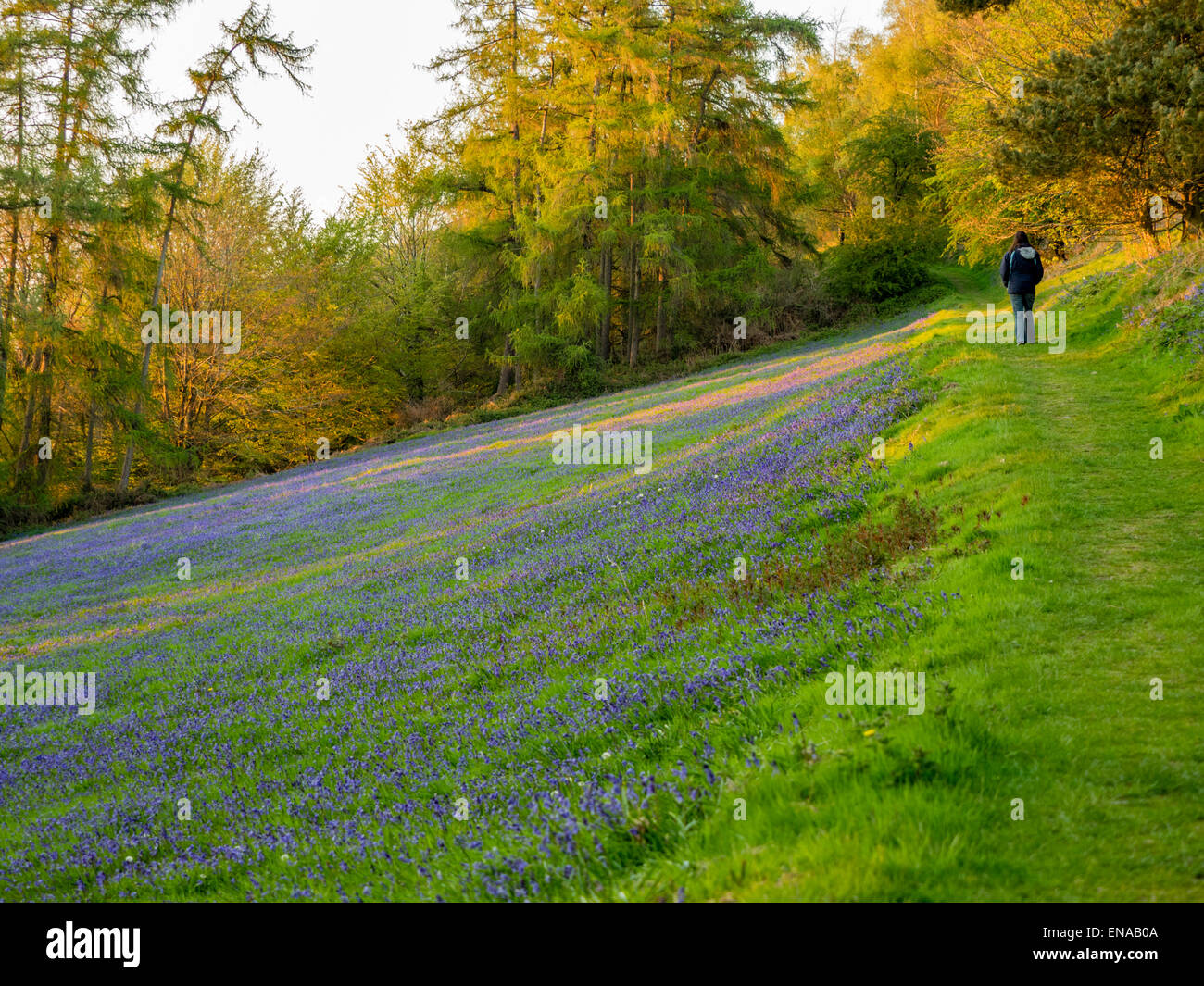 Malvern, Worcs, UK 30th April 2015. A walker in the Malvern Hills ...