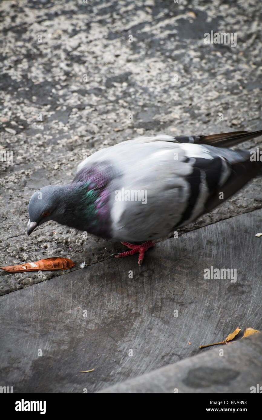 Pigeon, Spanish city of Valencia, Mediterranean architecture Stock ...