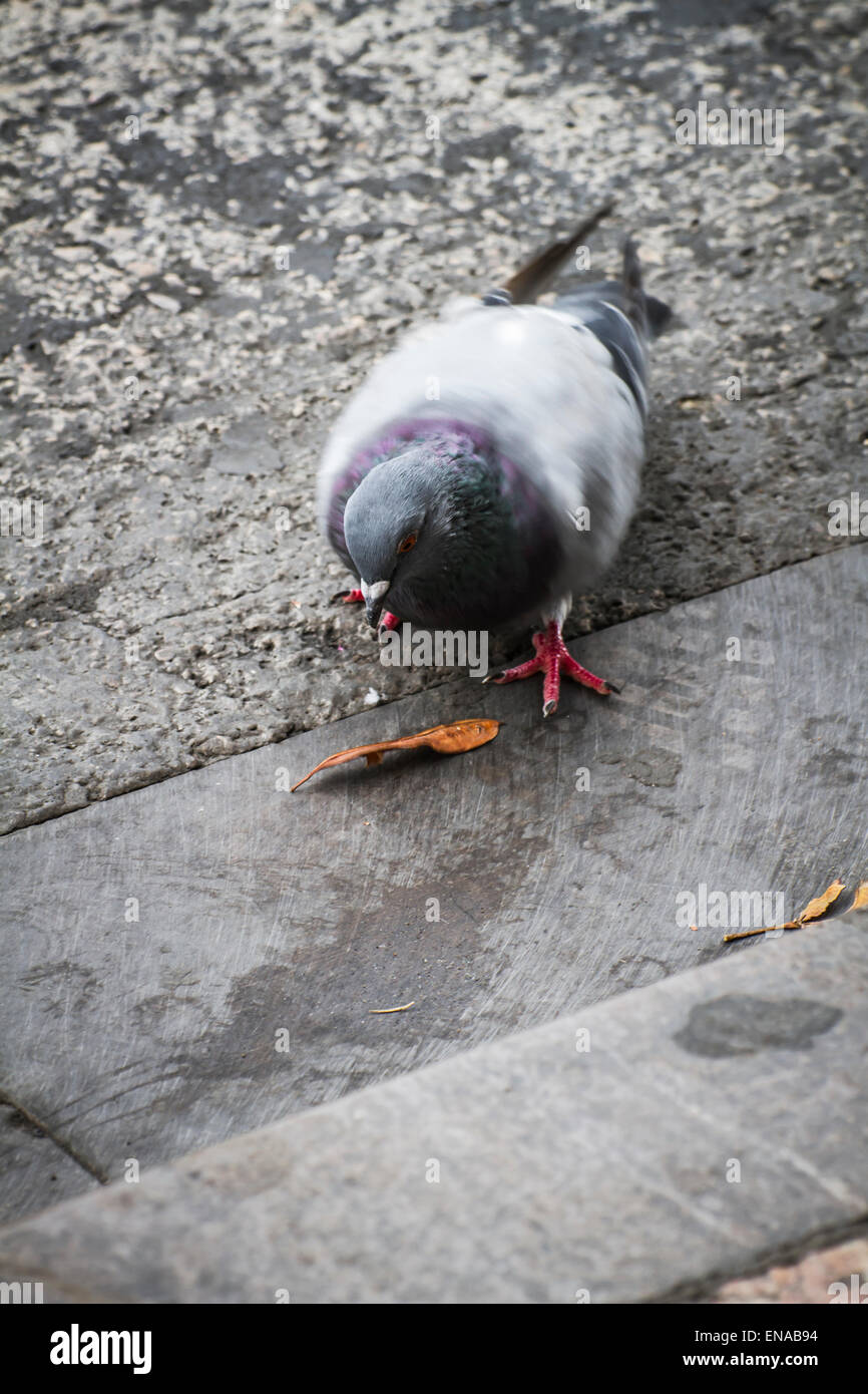 Pigeon, Spanish city of Valencia, Mediterranean architecture Stock ...