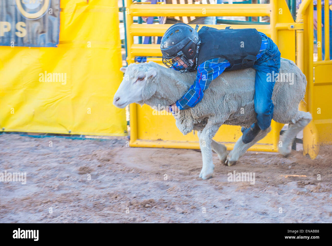 A boy riding on a sheep during a Mutton Busting contest at the Clark ...