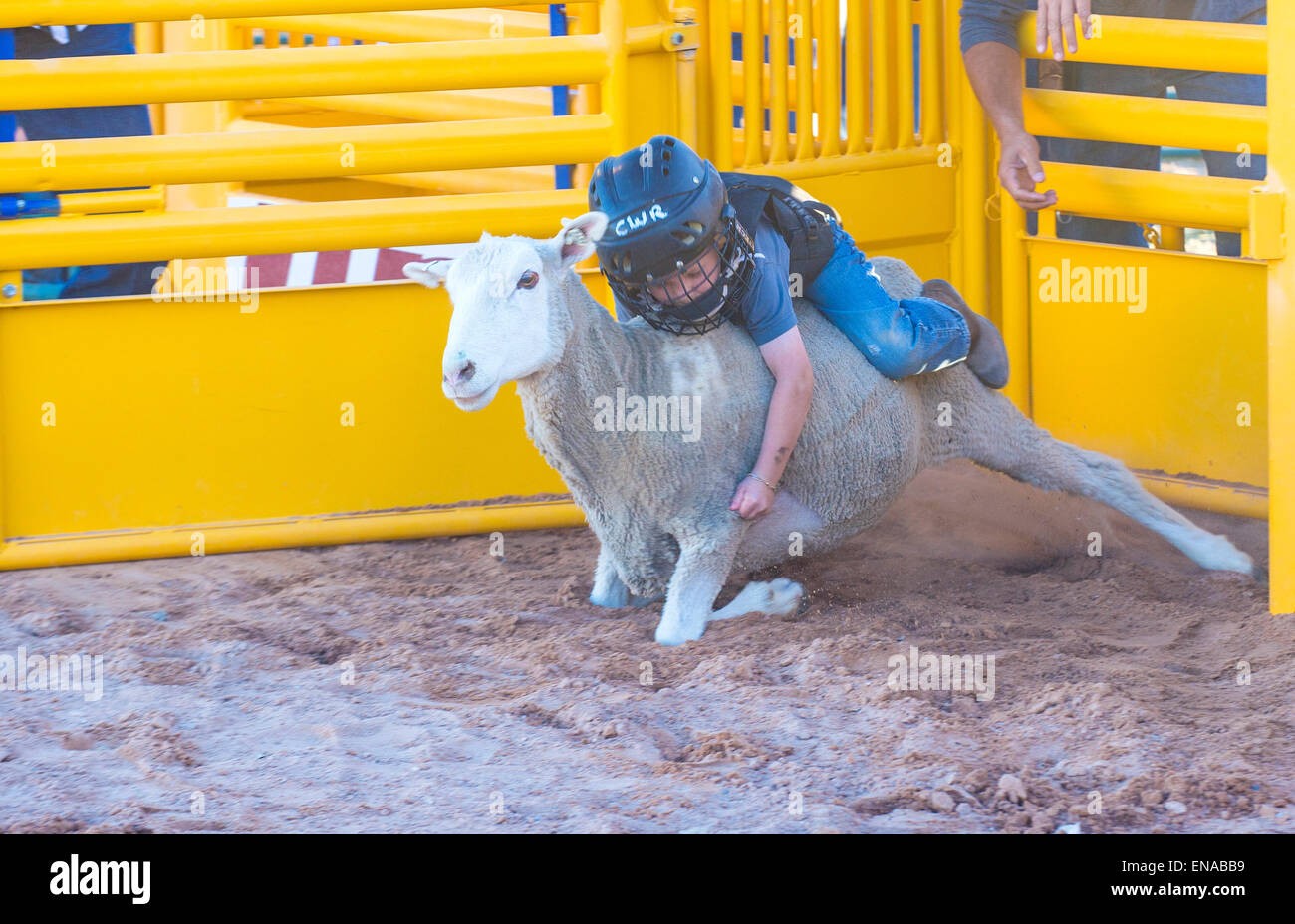 A boy riding on a sheep during a Mutton Busting contest at the Clark ...