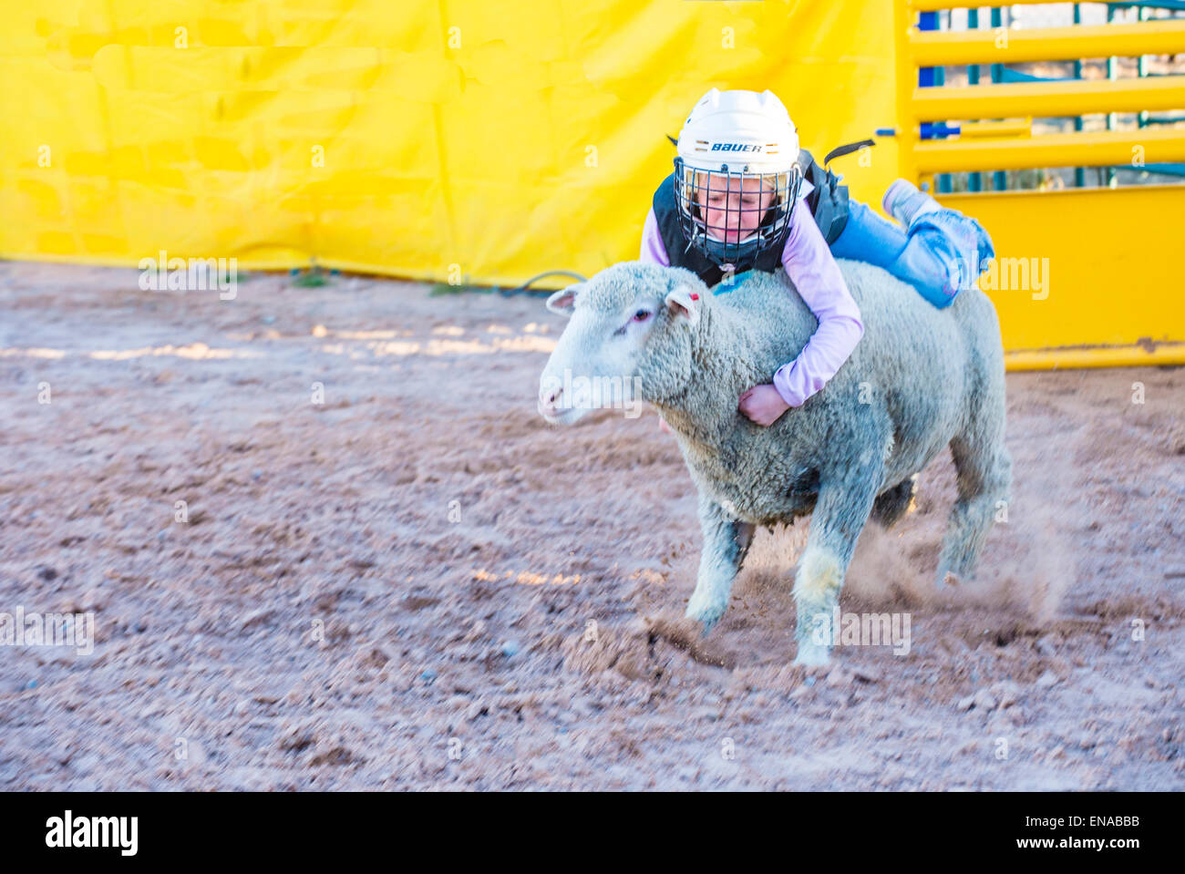 A boy riding on a sheep during a Mutton Busting contest at the Clark ...