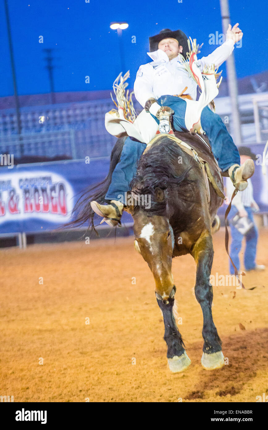 Cowboy Participating in a Bucking Horse Competition at the Clark County ...