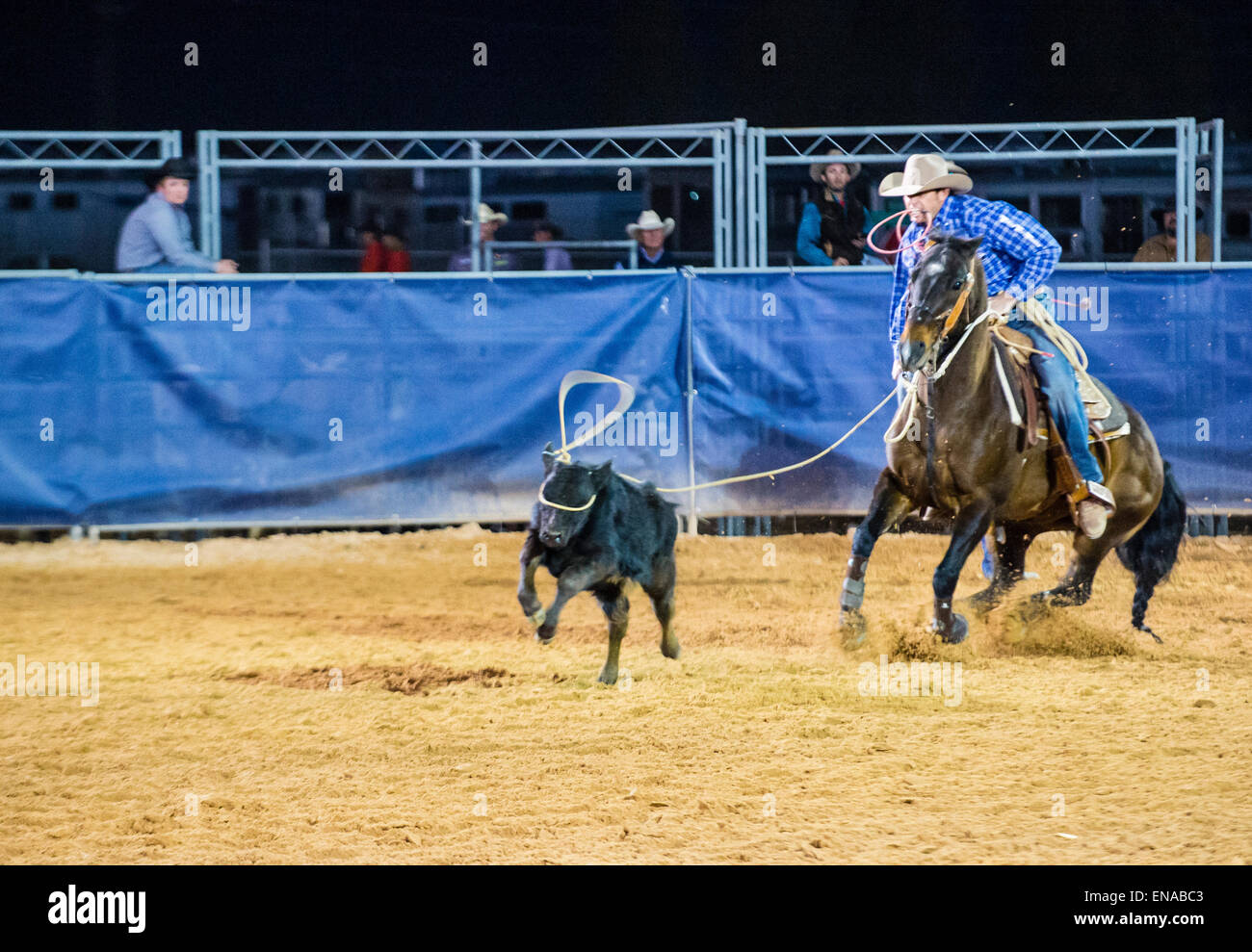Cowboy Participating in a Calf roping Competition at the Clark County ...