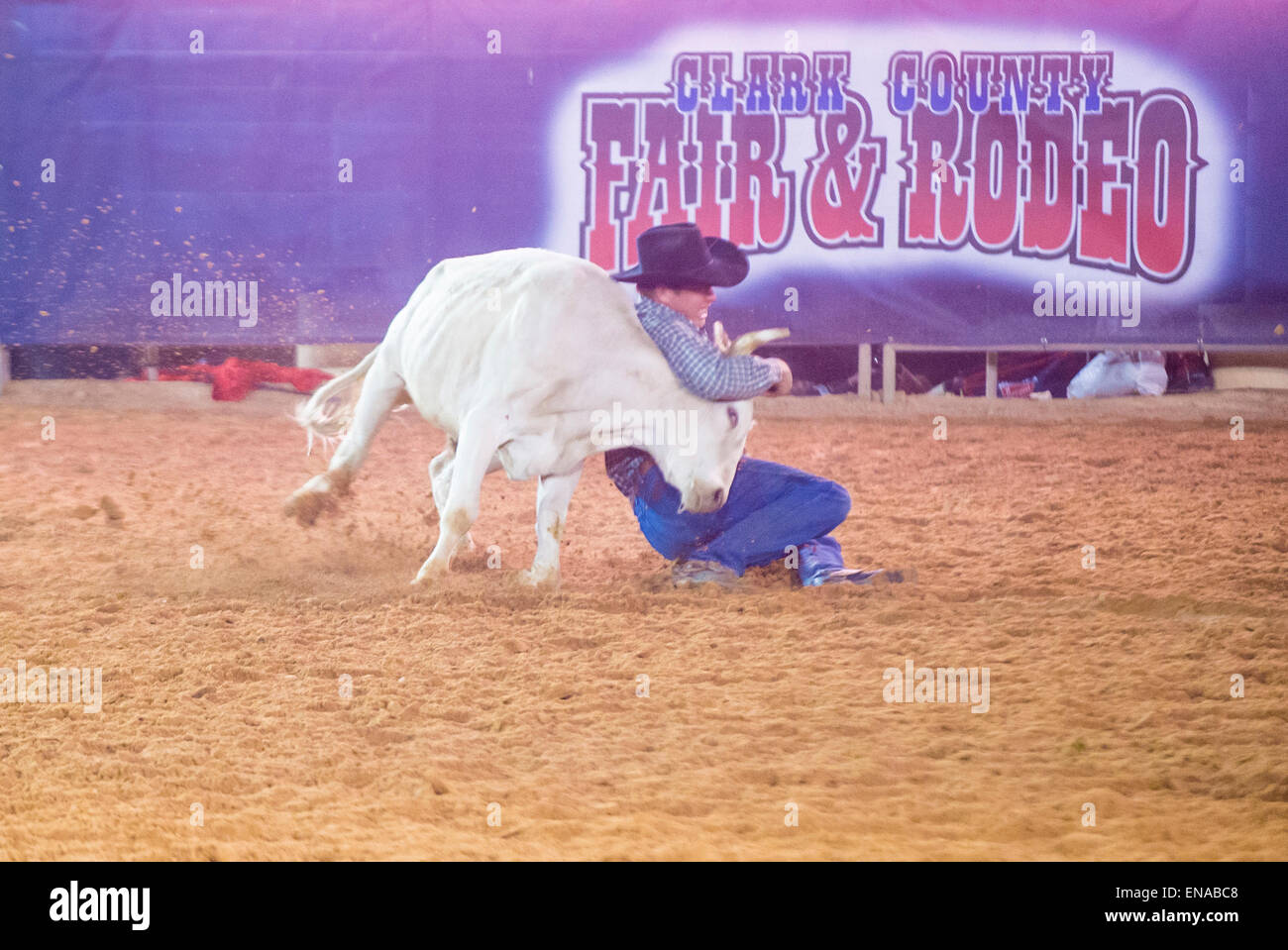 Cowboy Participating in a Steer wrestling Competition at the Clark ...