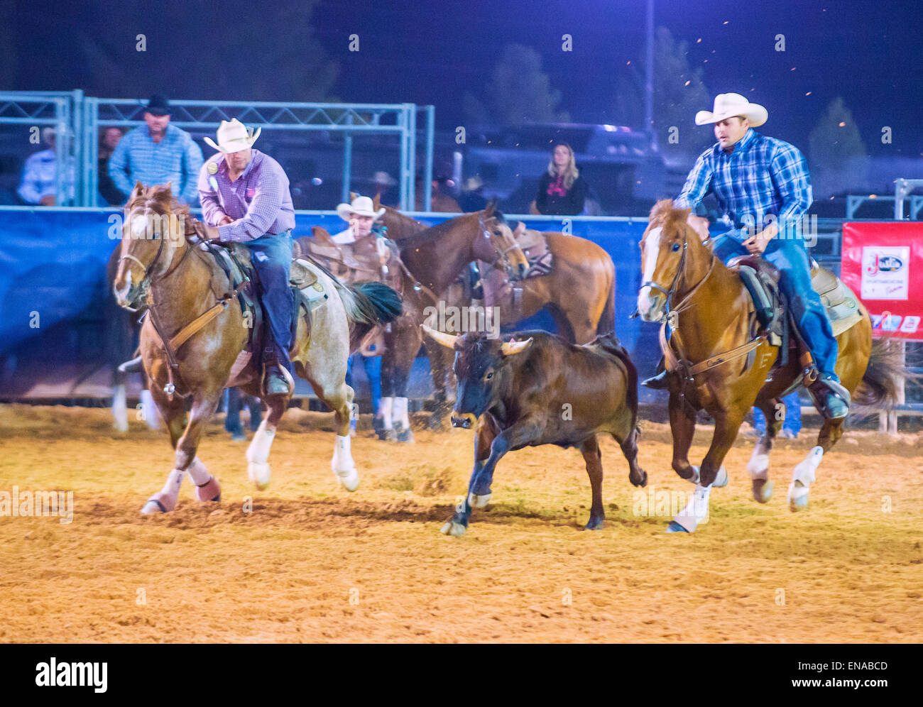 Cowboy Participating in a Steer wrestling Competition at the Clark ...