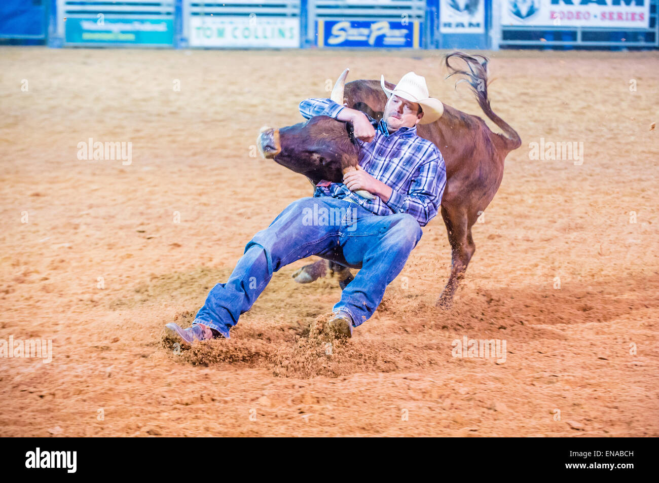 Cowboy Participating in a Steer wrestling Competition at the Clark ...